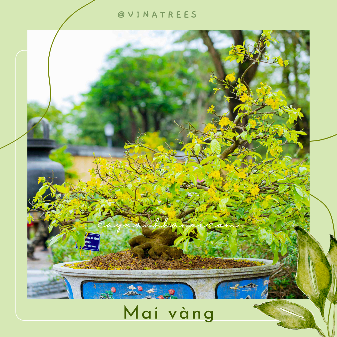 Mai Vàng