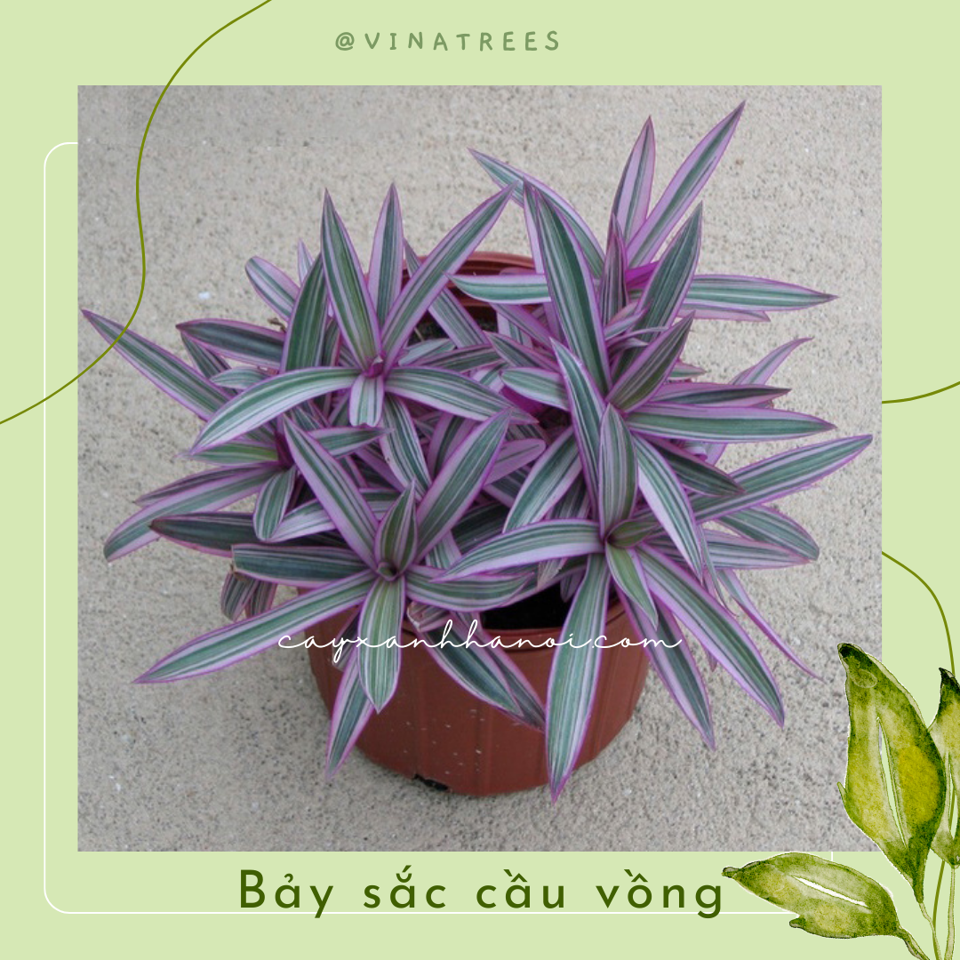Cây bảy sắc cầu vồng