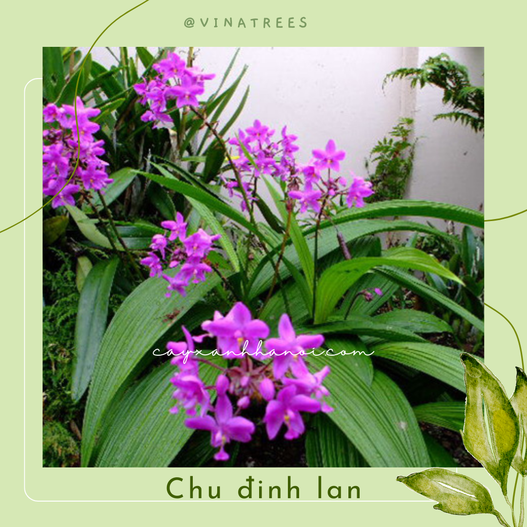 Chu đinh lan