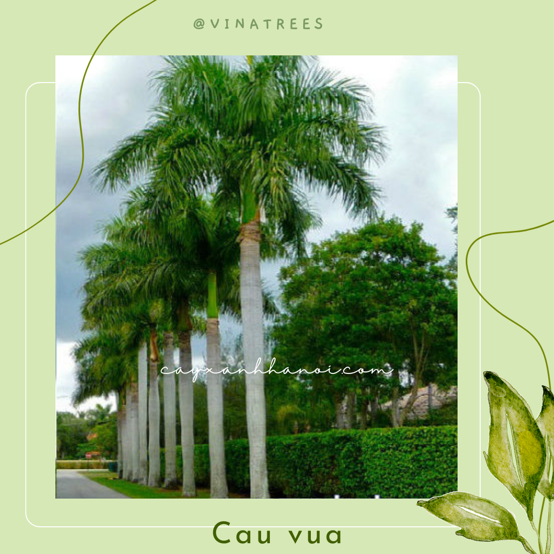 Cây Cau Vua
