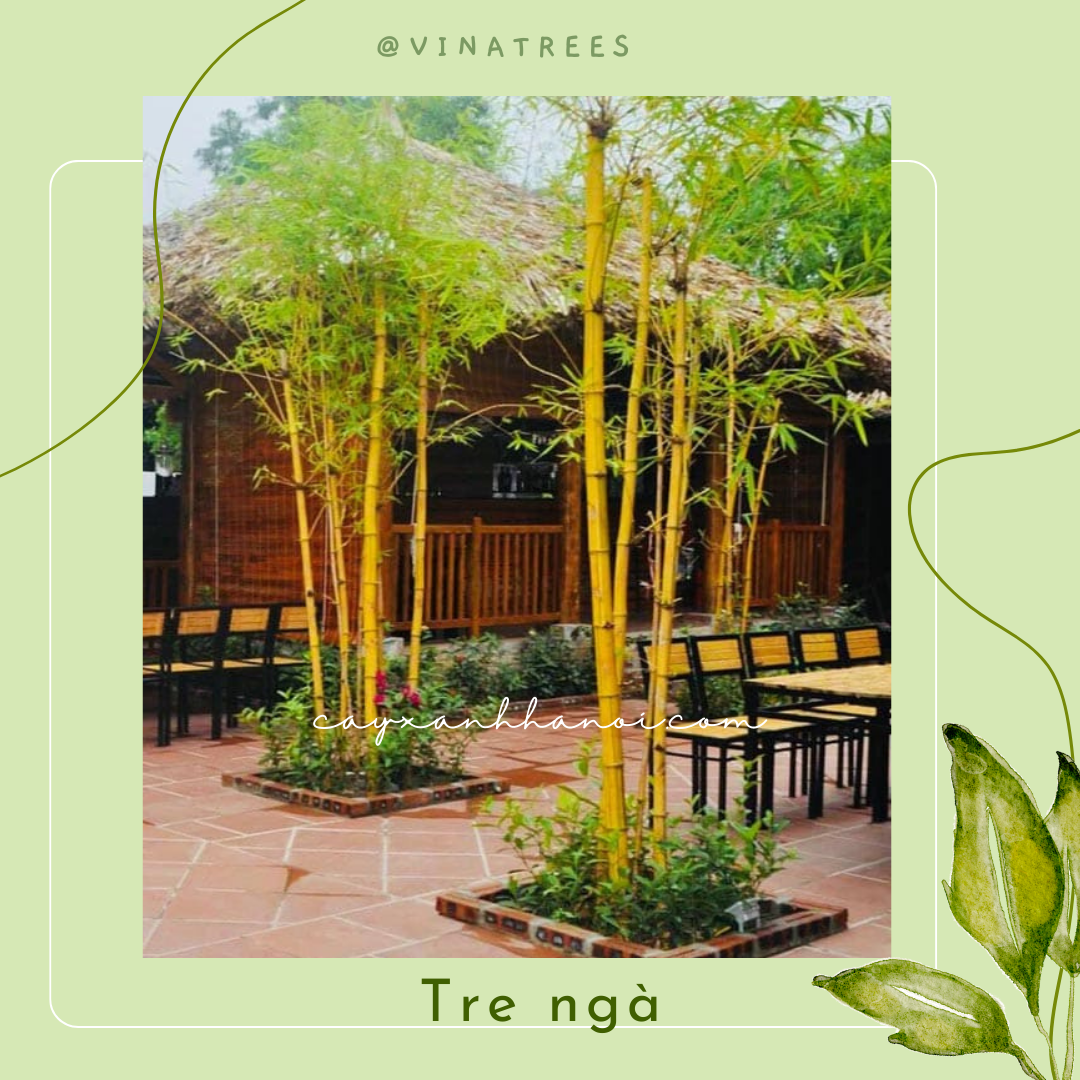 Cây tre ngà